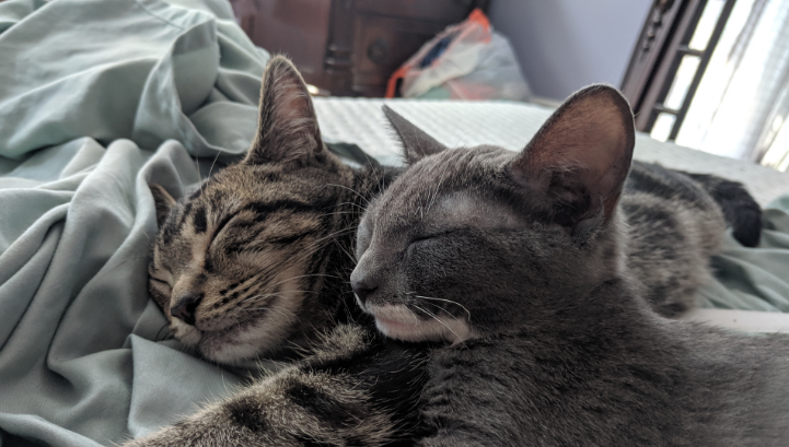 Photography Inspiration: Cutest Pictures of Snoozing Animals - Iniwoo.net