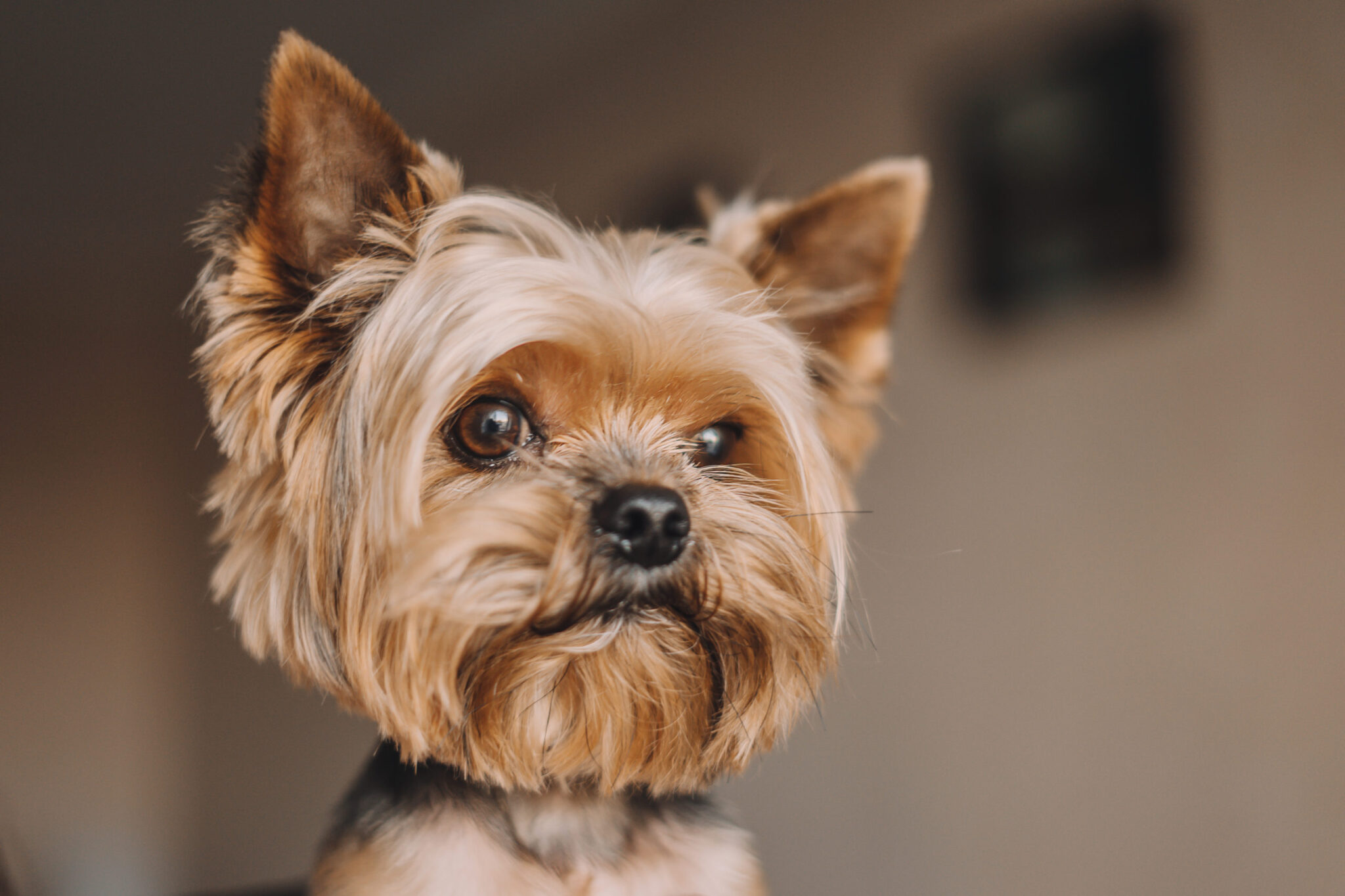 A Guide To The Difference Between A Toy Dog Breed VS The Teacup Pup 
